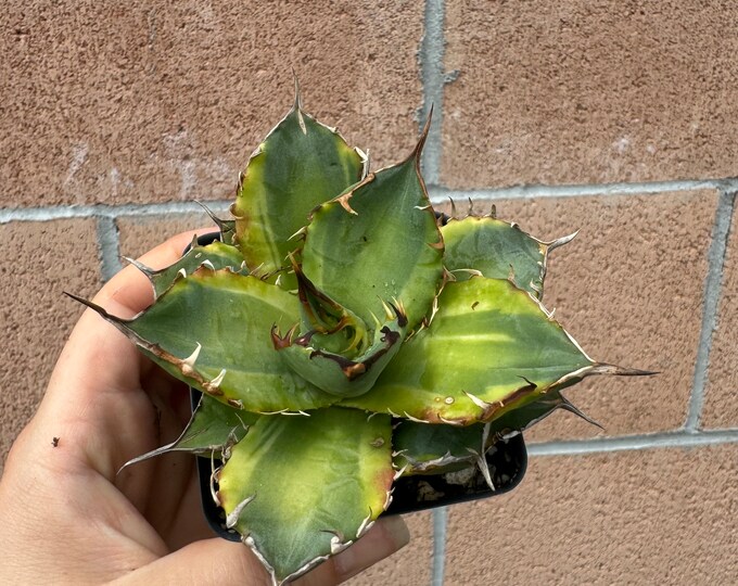 Agave Titanota banana Peel Variegated EXACT ONE - Etsy