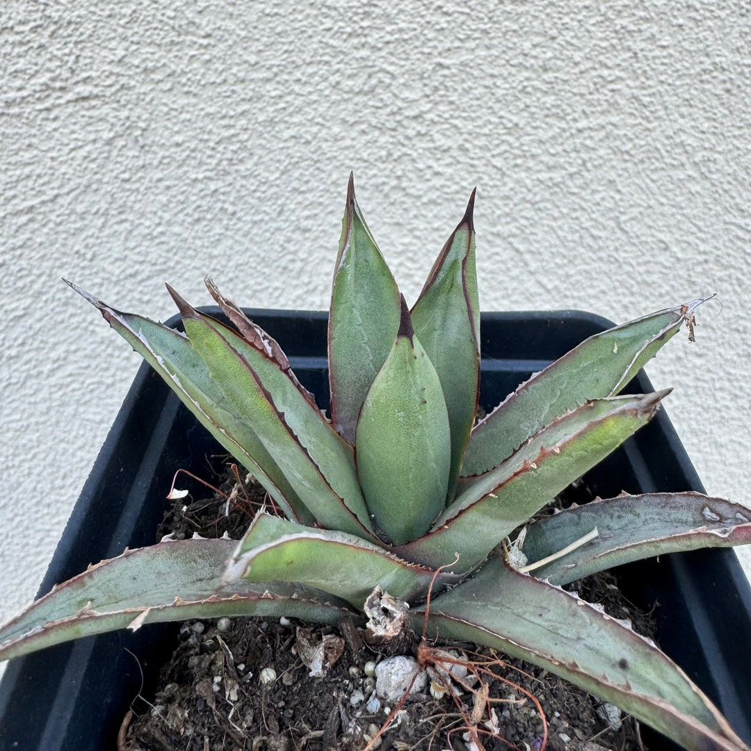 Agave blue Emperor EXACT ONE - Etsy