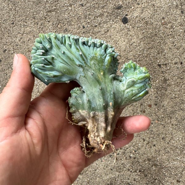 Blue Crested Cactus - Etsy