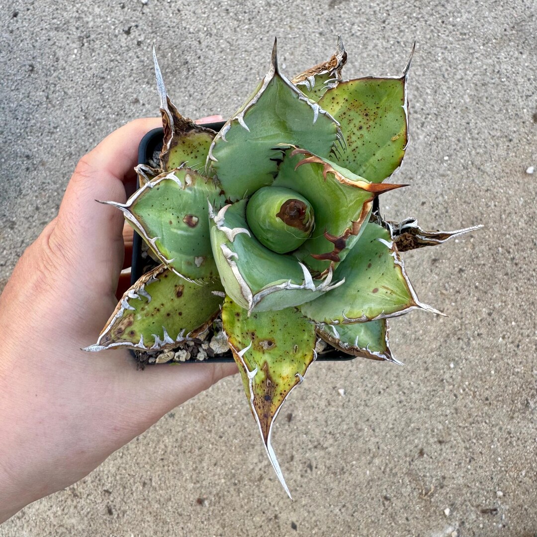Agave Titanota ‘banana Peel’ Variegated (EXACT ONE) Hard Grown - Etsy
