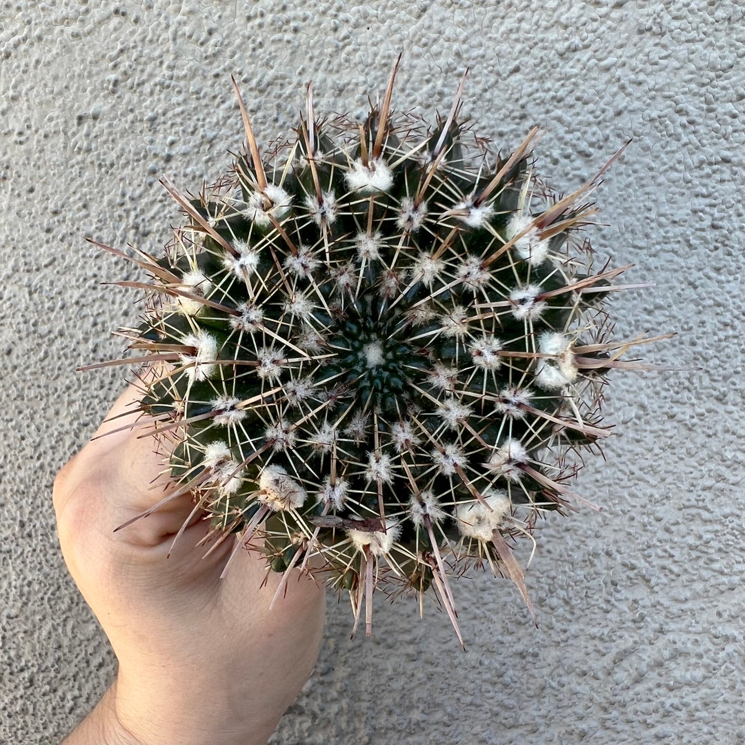 Notocactus Submammulosus - Etsy