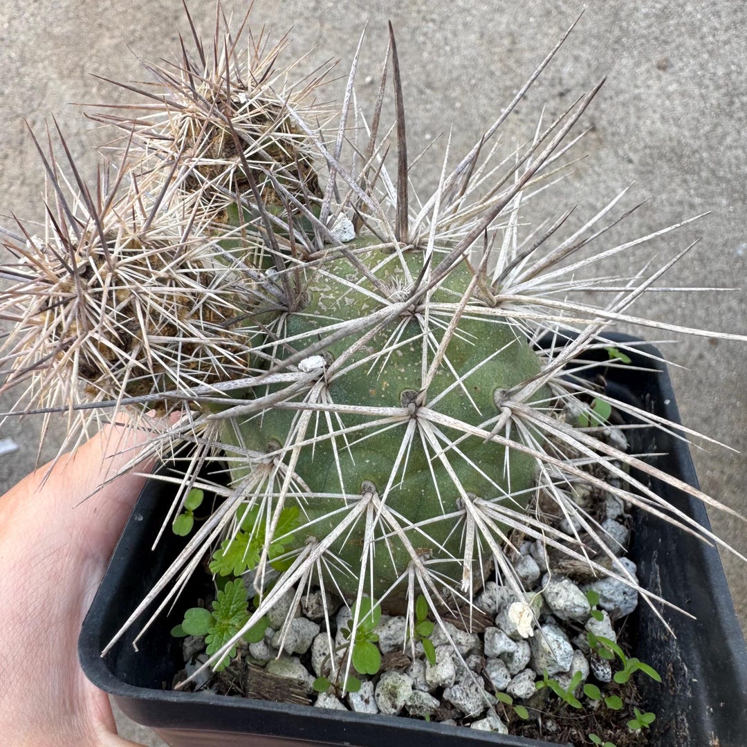 Tephrocactus Alexanderi Rare EXACT ONE - Etsy