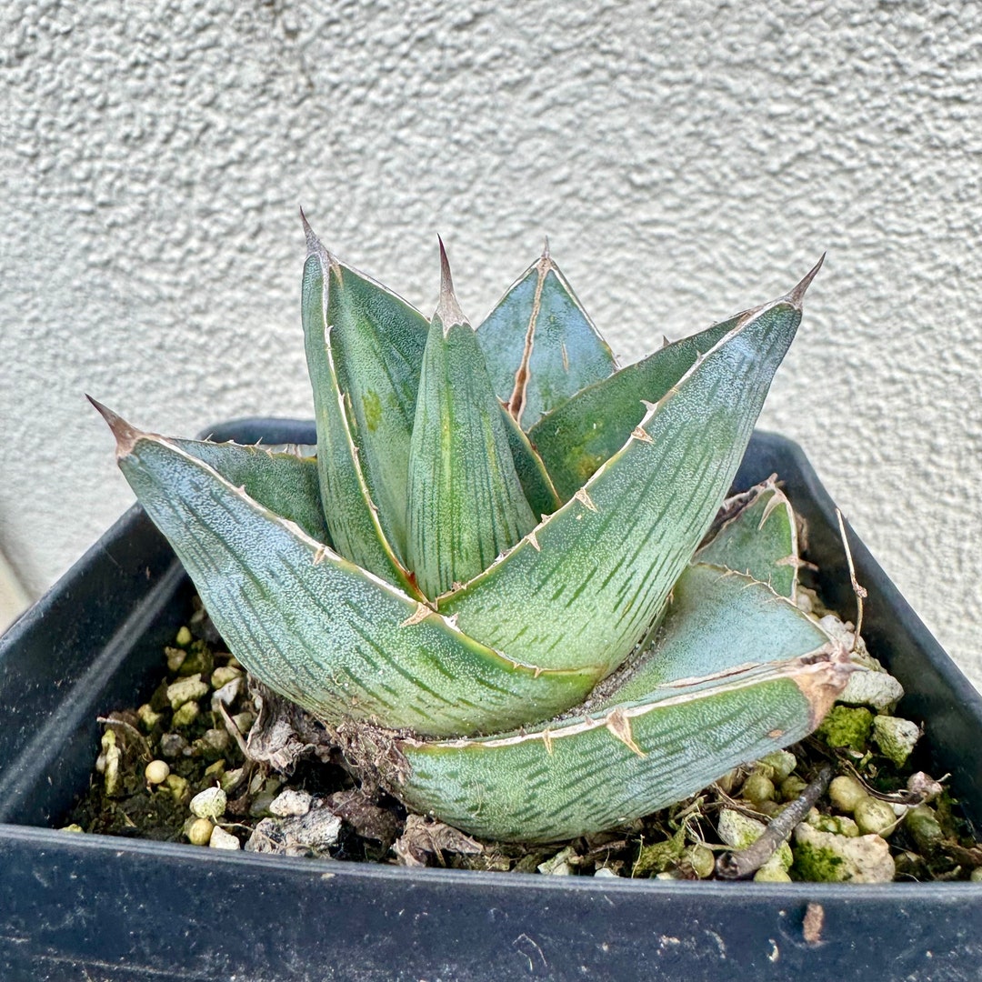 Agave Pumila miniature Agave EXACT ONE - Etsy