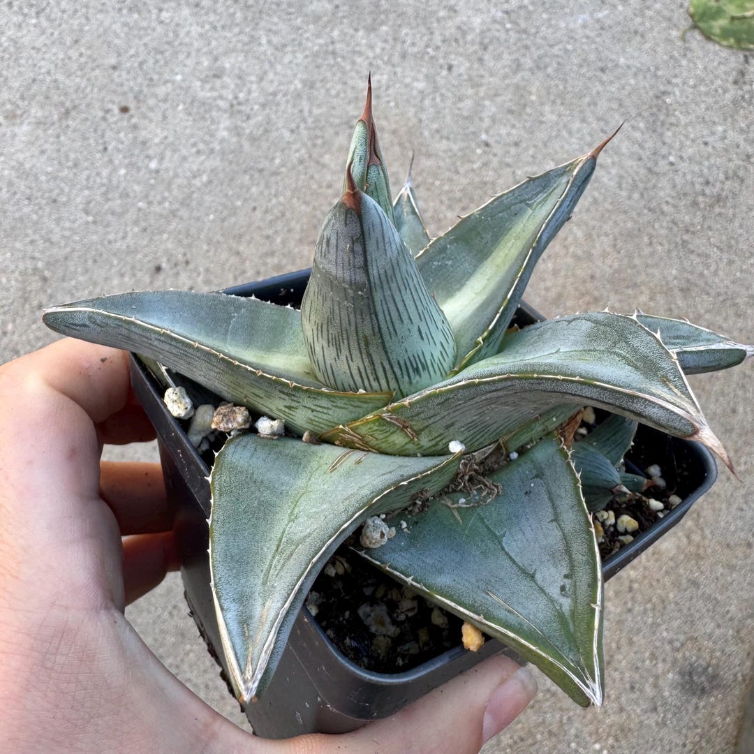 Agave Pumila (miniature Agave) EXACT ONE - Etsy