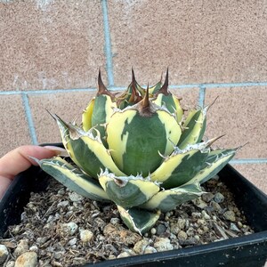 Agave Titanota snaggle Tooth Variegated Rare EXACT ONE - Etsy