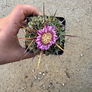 Stenocactus Crispatus / Brain Cactus / Echinofossulocactus Crispatus - Etsy