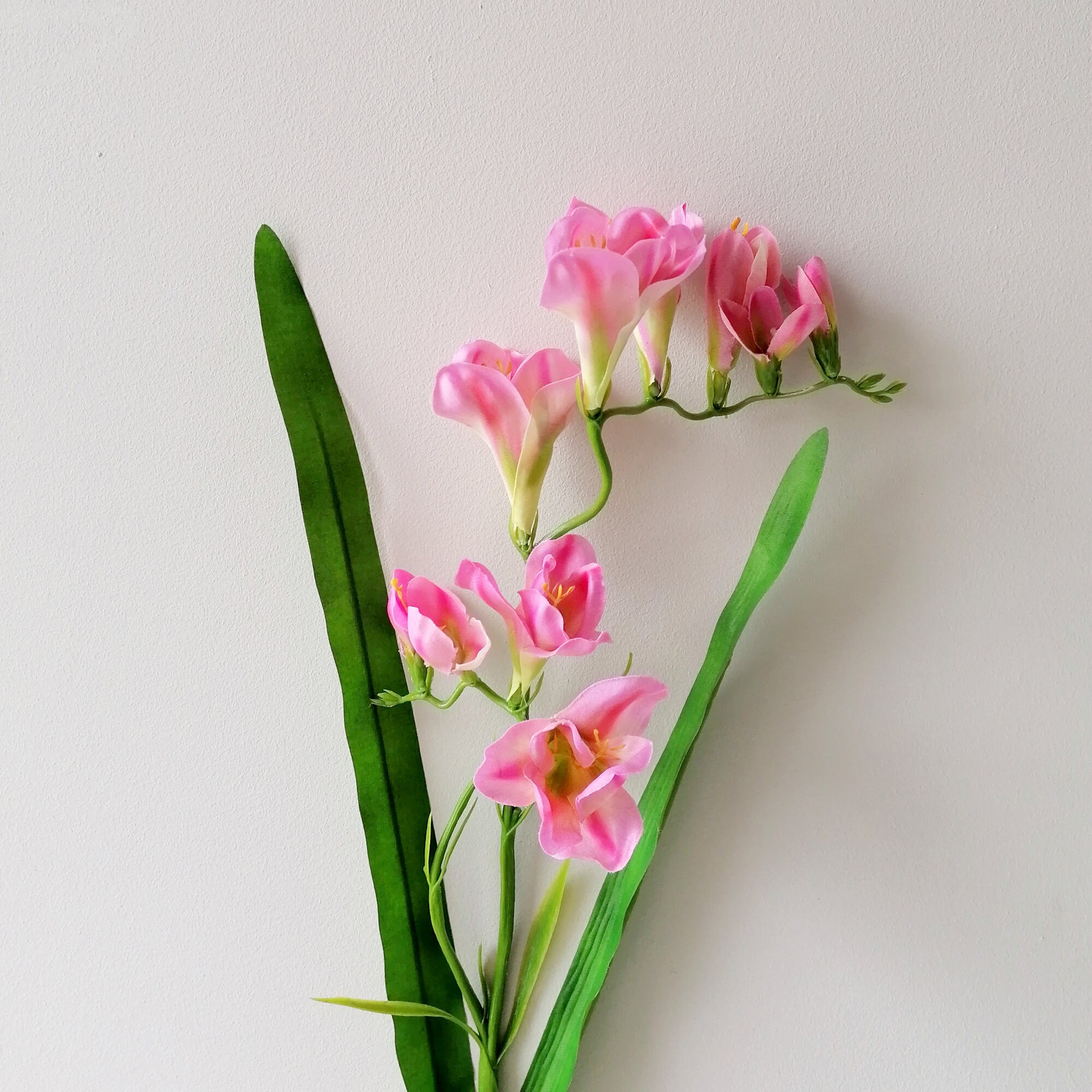 Pink Freesia Flowers