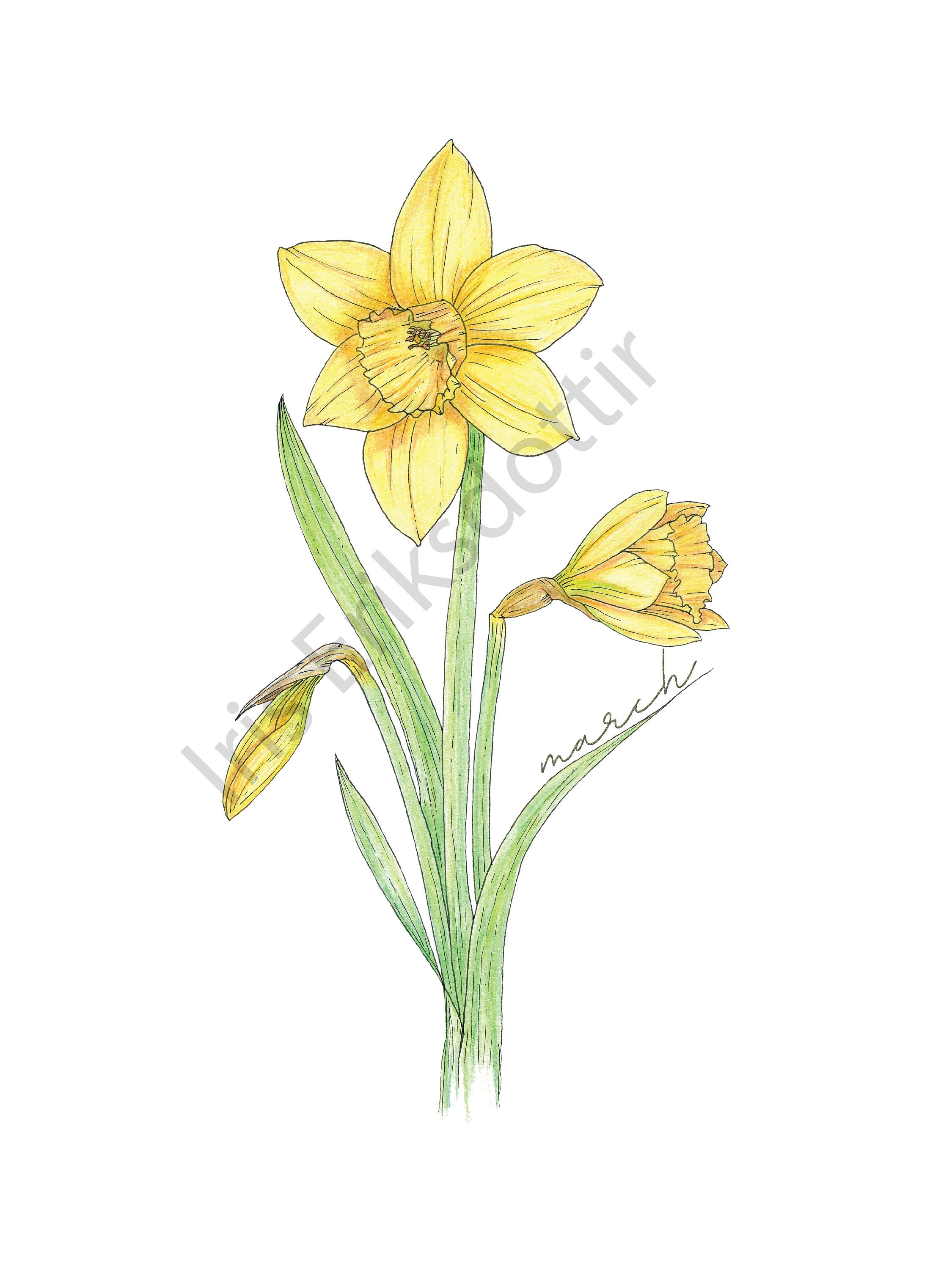 March Birth Flower Daffodil Art Print Botanical Art Floral Print ...