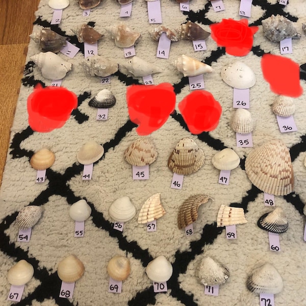 Real Seashells - Etsy