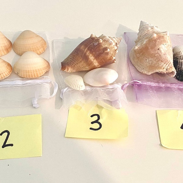 Real Seashells - Etsy