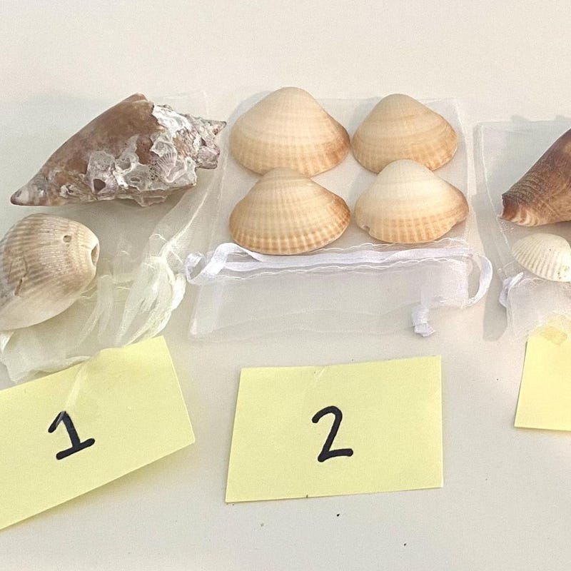 Real Seashells - Etsy