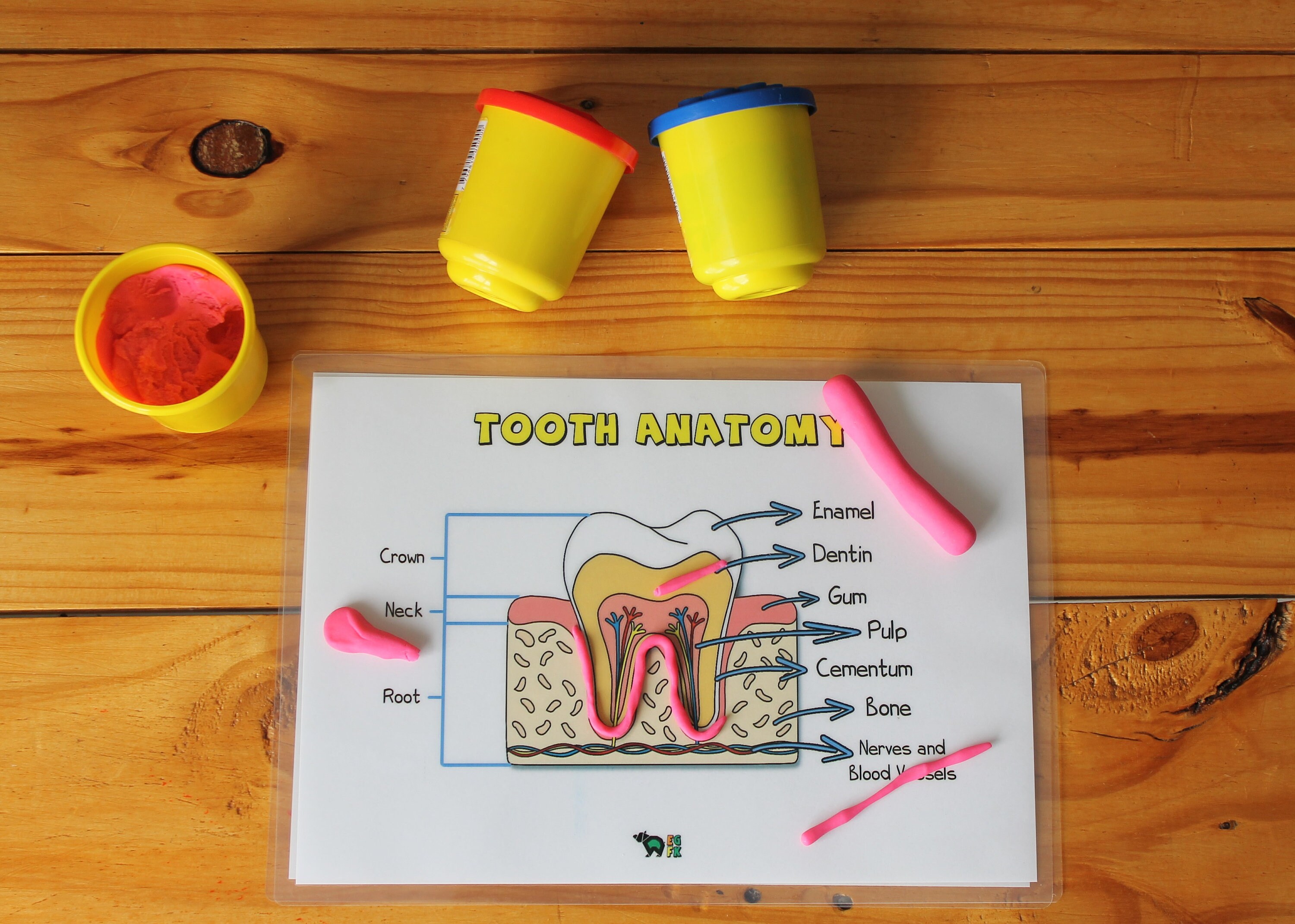 Tooth Anatomy, Pdf Printable, Dental Guide, Dental Hygiene, Game and ...