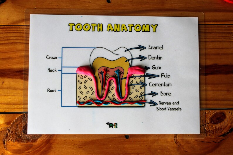 Tooth Anatomy, Pdf Printable, Dental Guide, Dental Hygiene, Game and ...