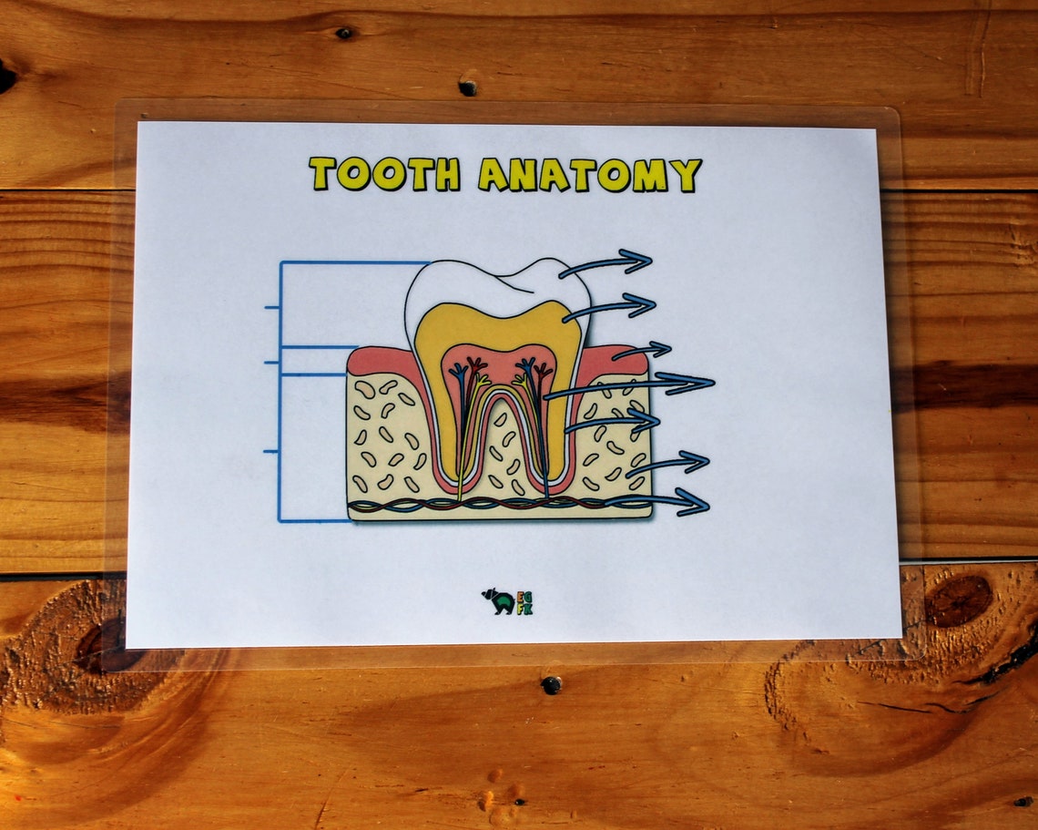 Tooth Anatomy, Pdf Printable, Dental Guide, Dental Hygiene, Game and ...
