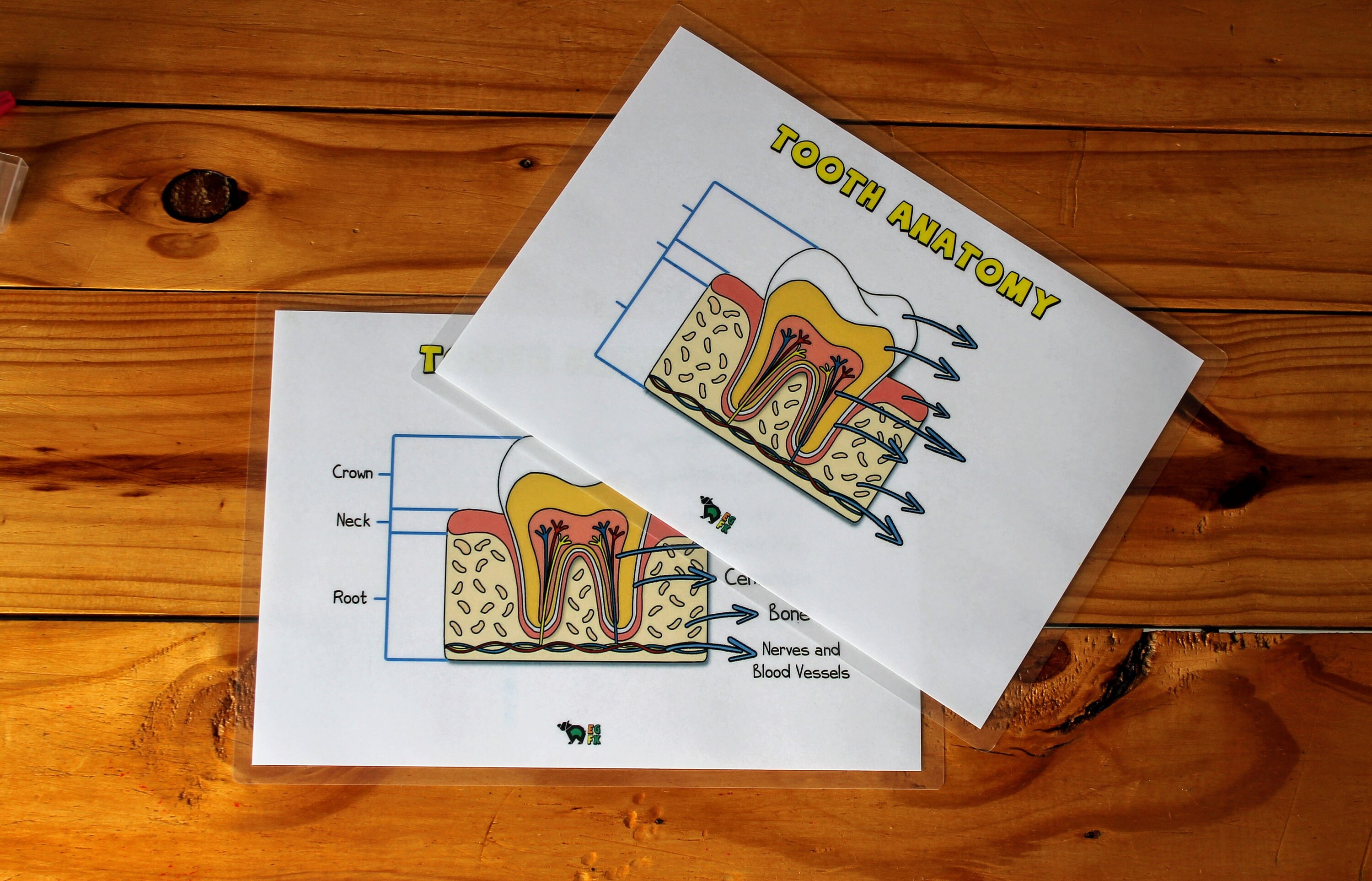 Tooth Anatomy, Pdf Printable, Dental Guide, Dental Hygiene, Game and ...