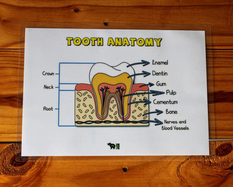 Tooth Anatomy, Pdf Printable, Dental Guide, Dental Hygiene, Game and ...