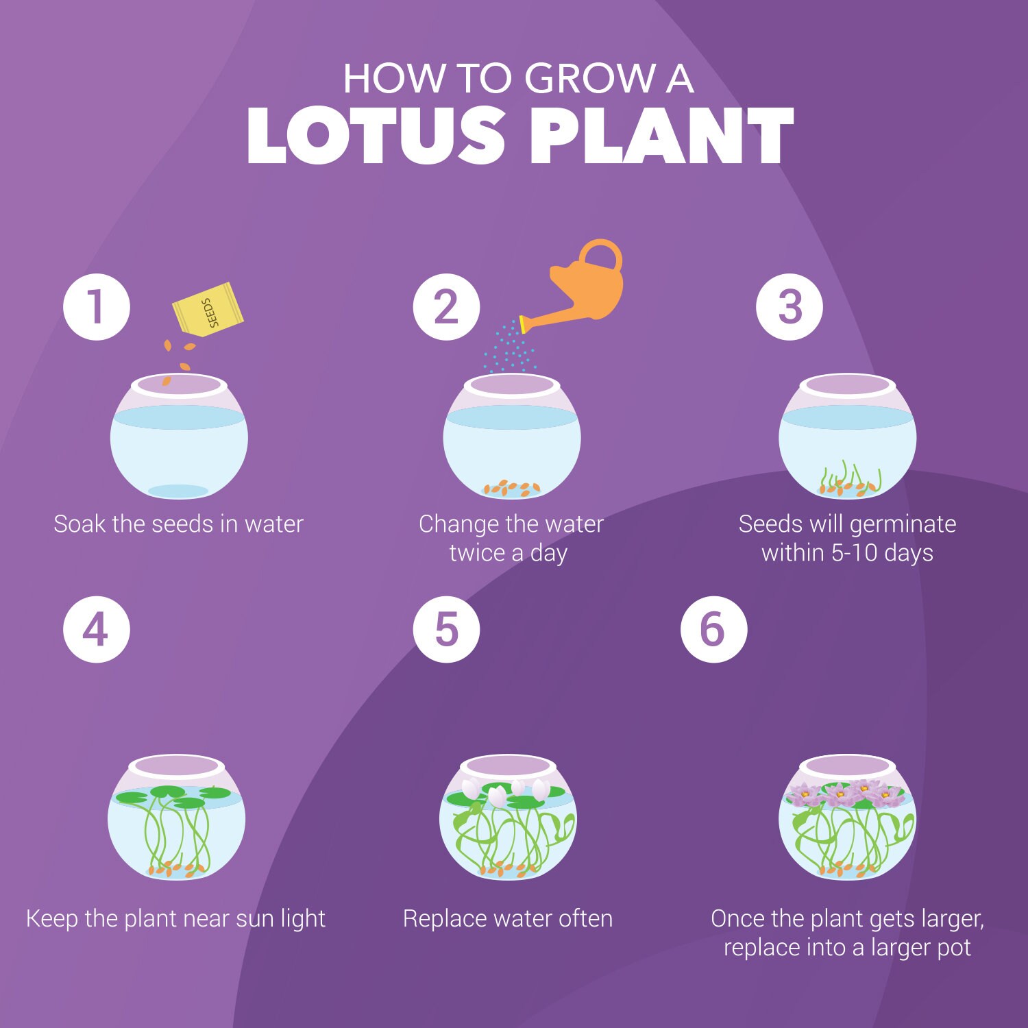 Grow Your Own Lotus Flower Kit Easily Grow Your Own Lotus - Etsy