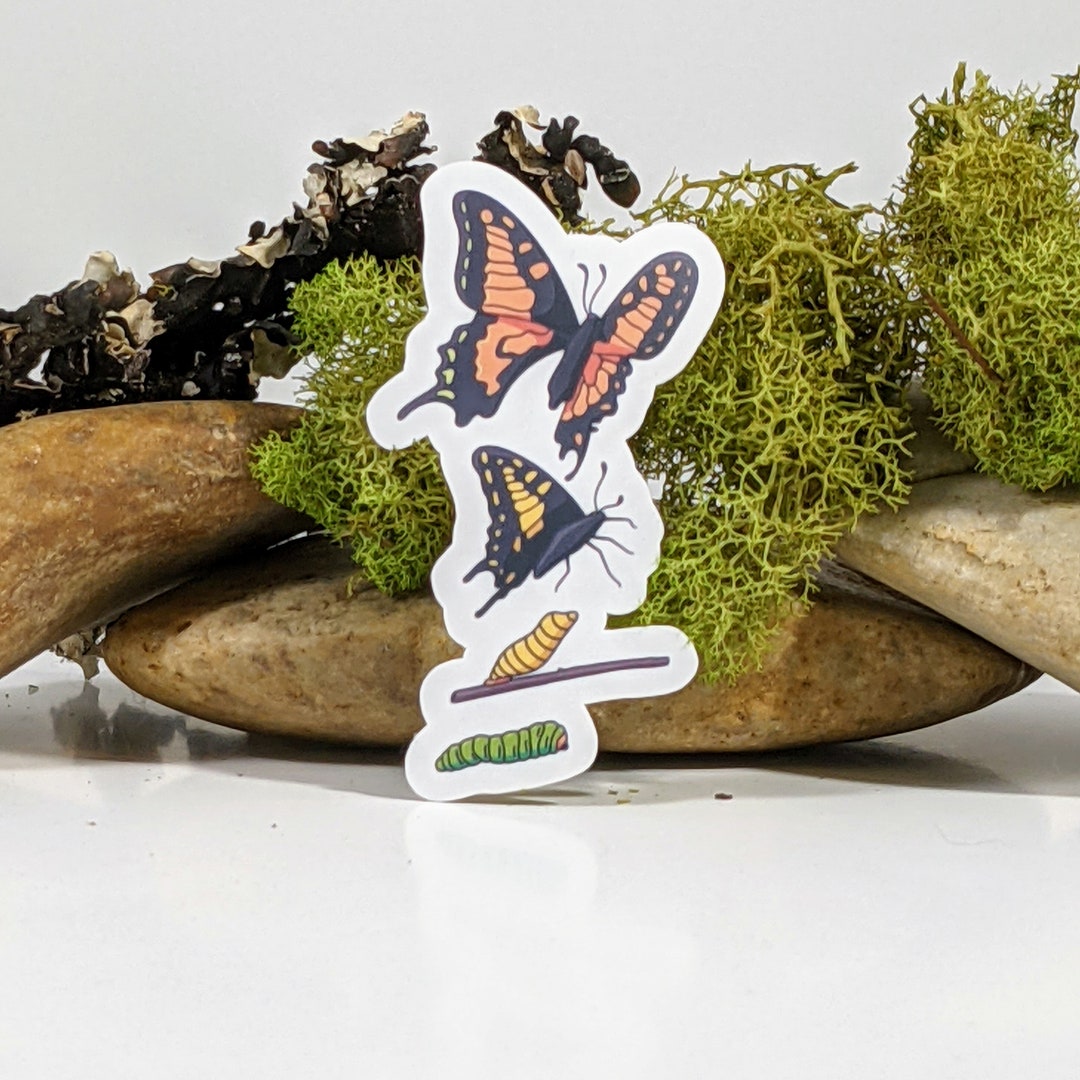 Butterfly Lifecycle Sticker | Butterfly Sticker | Metamorphosis Sticker ...