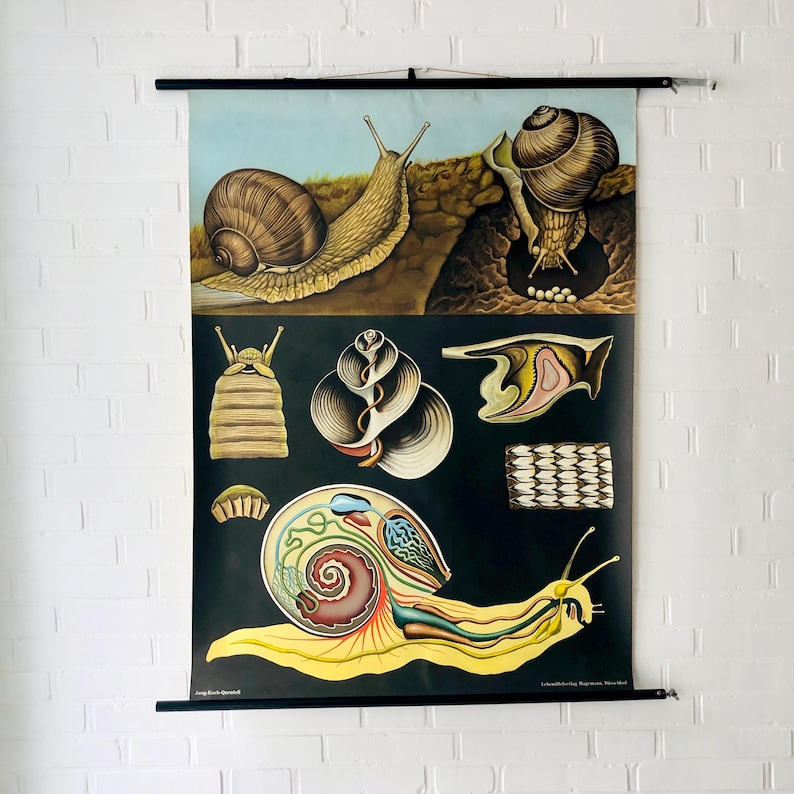 Old School Wall Chart "snail", Vintage School Chart, Hagemann Teaching ...