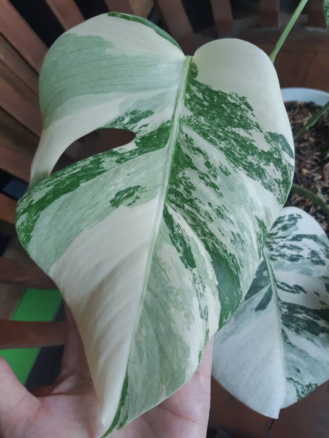 Monstera Deliciosa Albo Variegated Marble / Clone du Japon / | Etsy