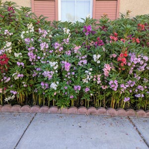 Balsam Flower Seeds Mixed Colors - Etsy