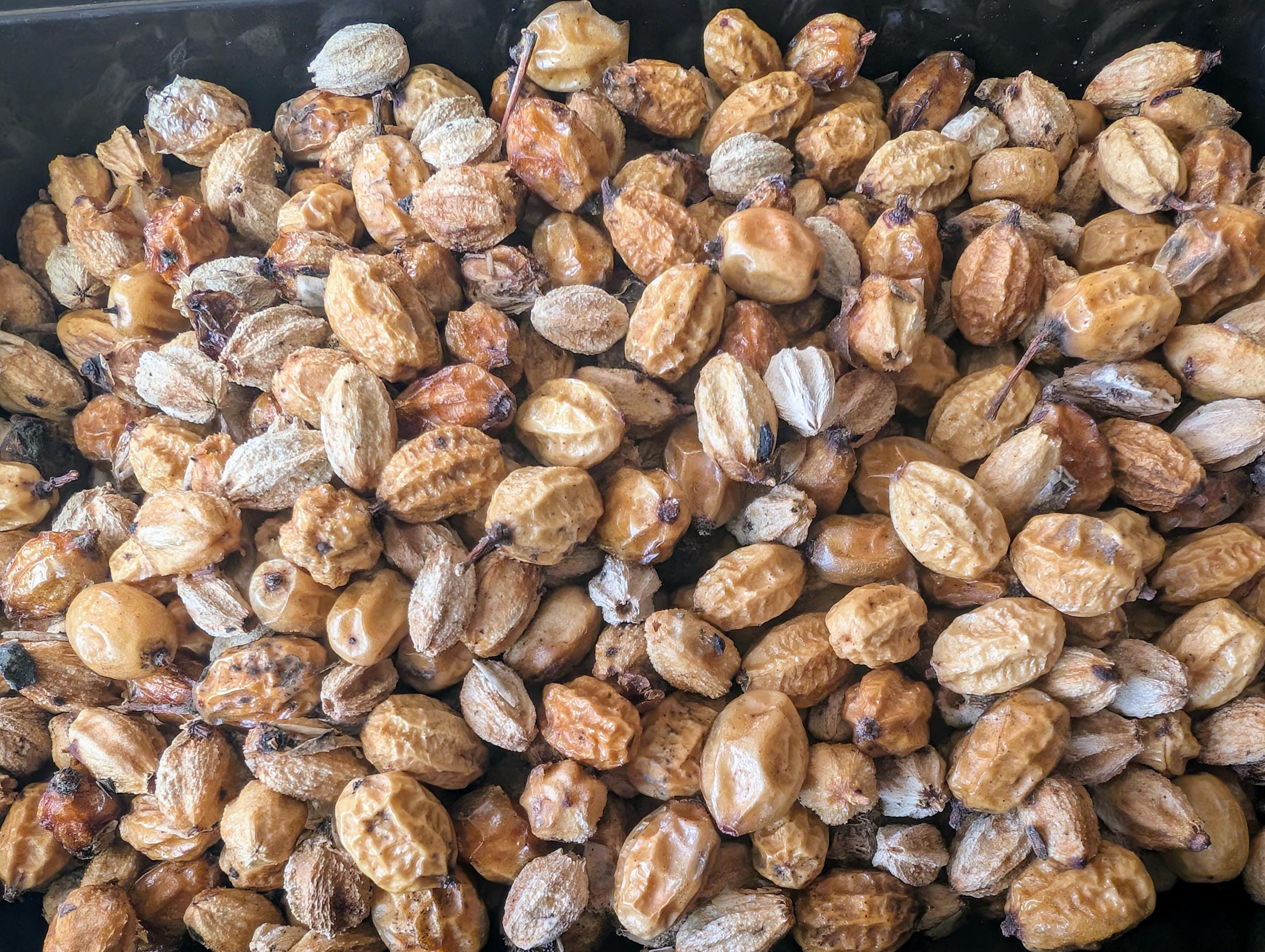 Neem Melia Azedarach Plant Seeds - Etsy