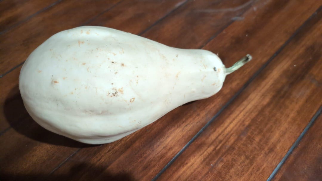Rare Calabaza Pumpkin Zucchini Hybrid Squash Jerusalem Seeds - Etsy