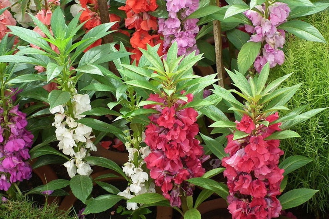 Balsam Flower Seeds Mixed Colors - Etsy