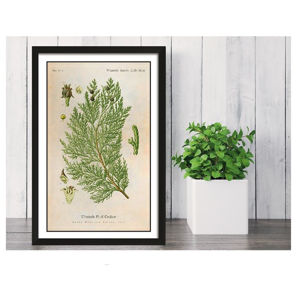 Cedar Print - Etsy