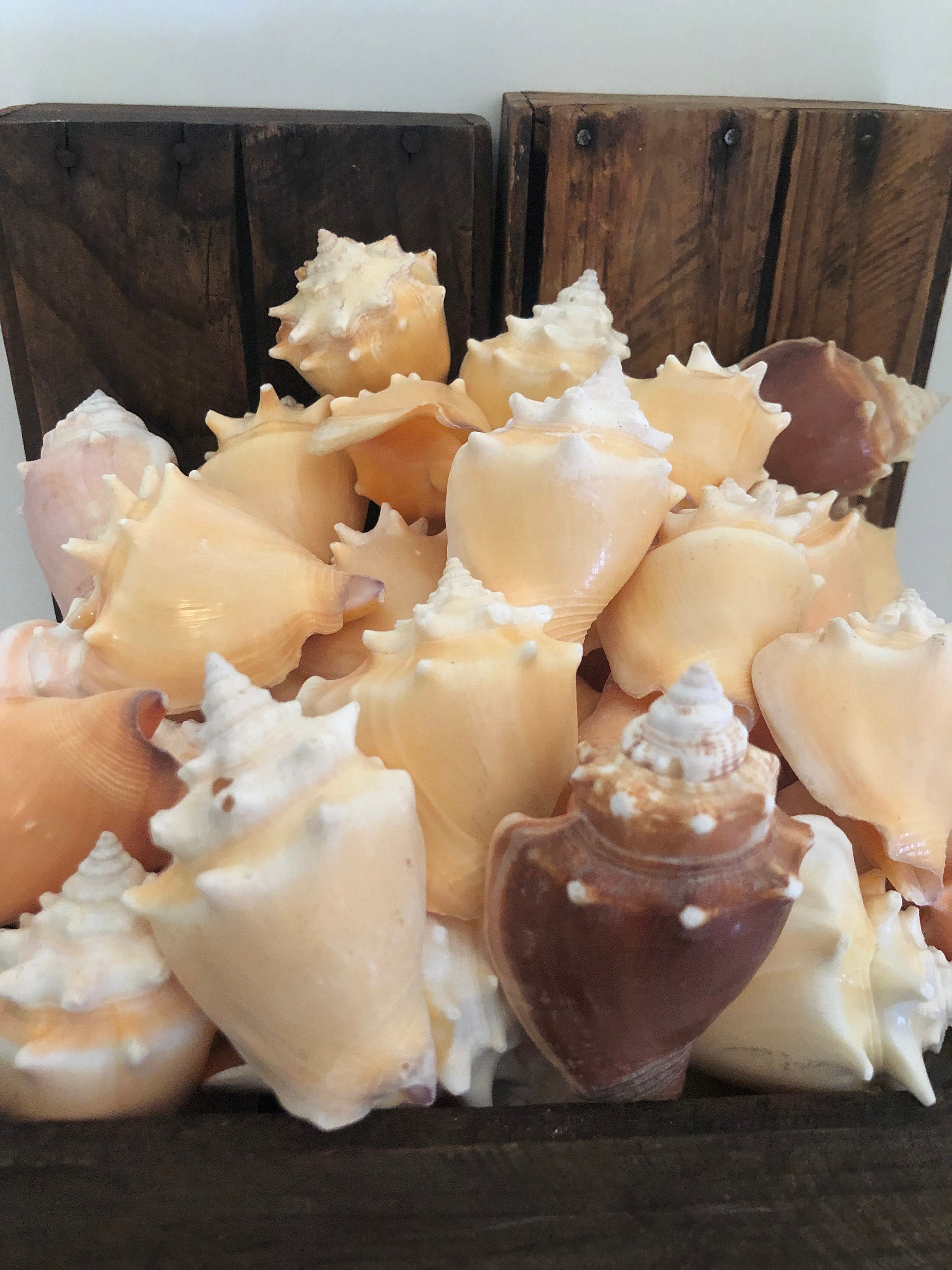 Florida Fighting Conch - Strombus Alatus, Concha Marina Various Sizes ...