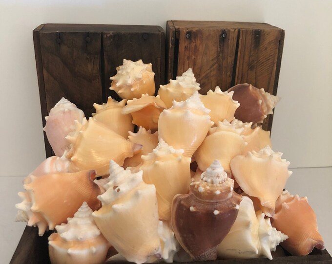 Florida Fighting Conch Shellsstrombus Alatus 3seashell Craft/supply 1 ...
