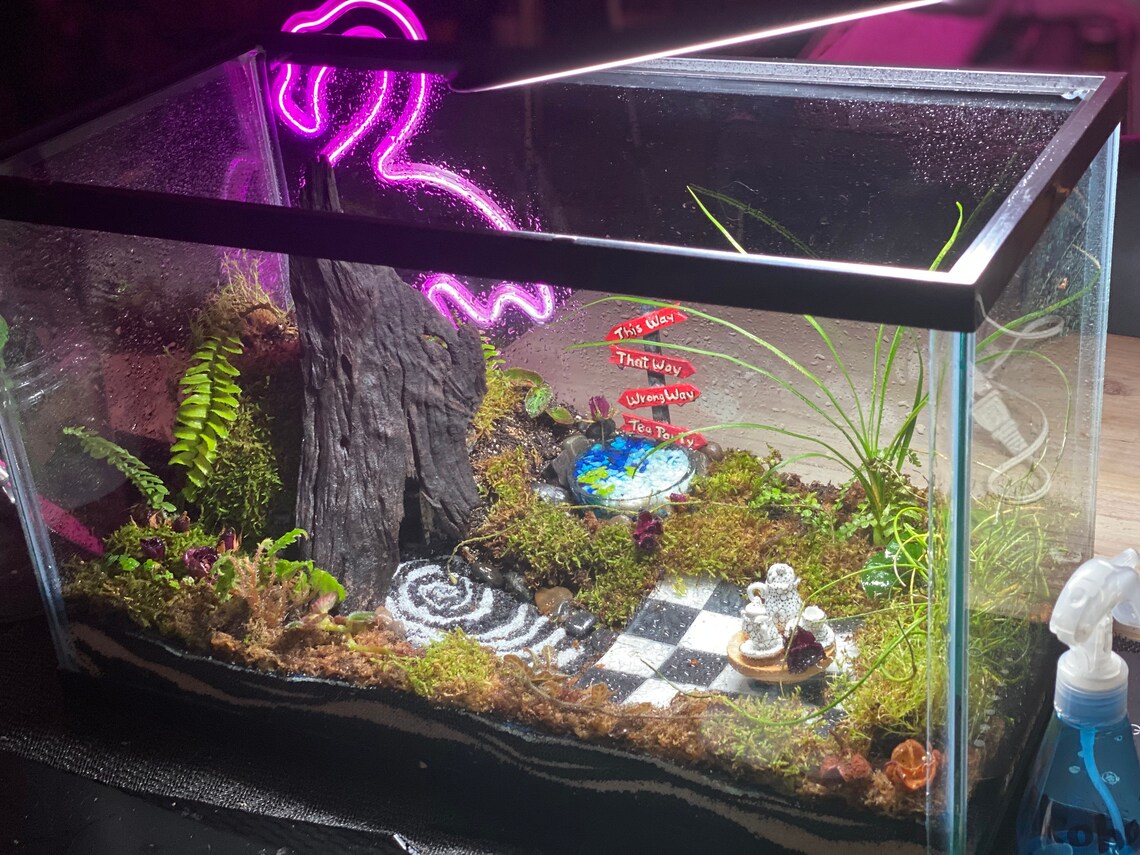 Alice in Wonderland Terrarium With Ladybugs (this EXACT Terrarium, With ...