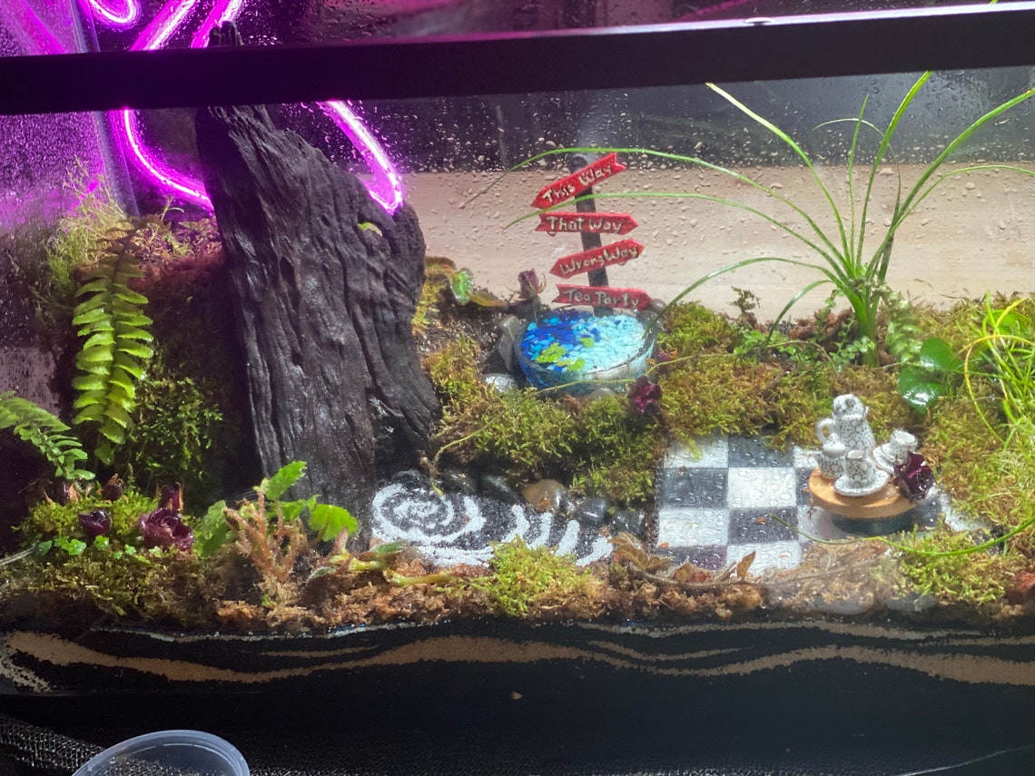 Alice in Wonderland Terrarium With Ladybugs (this EXACT Terrarium, With ...