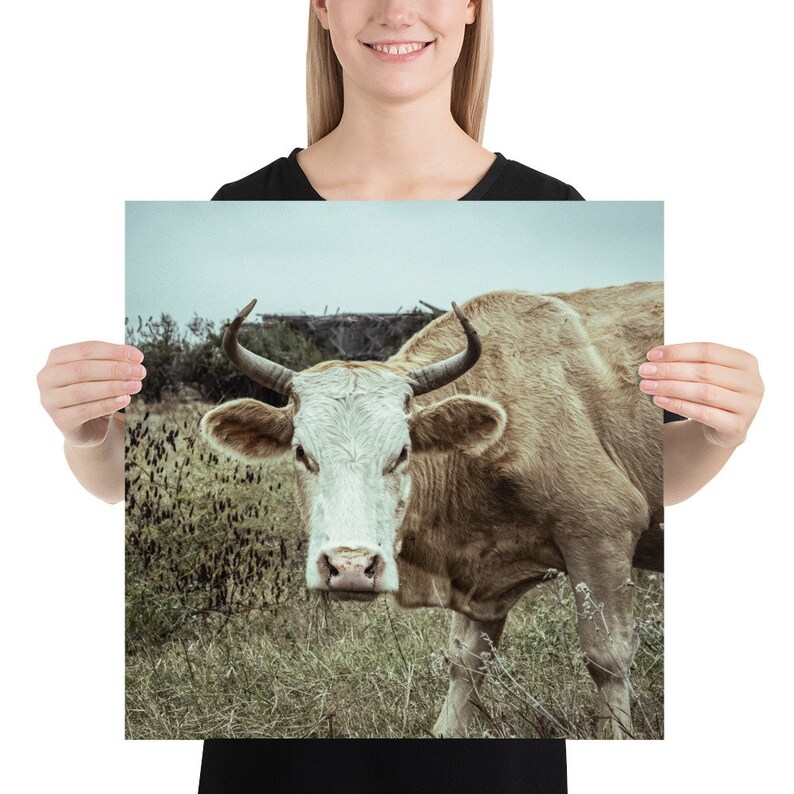 The Farm Life Cow Poster Various Sizes by Rennob Productions - Etsy