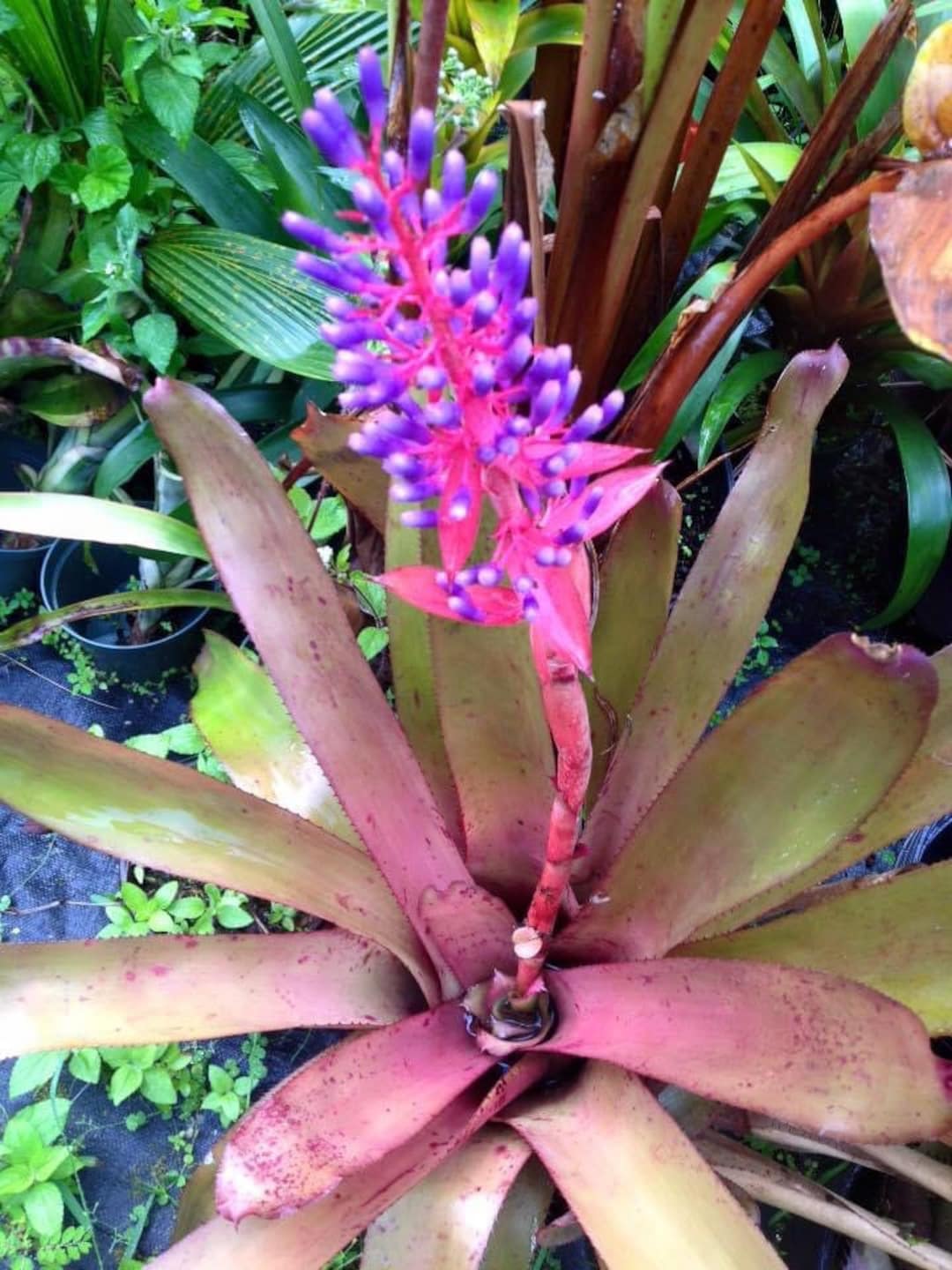 Bromeliad Portea Alatisepala ‘purple’ Small Pup - Etsy