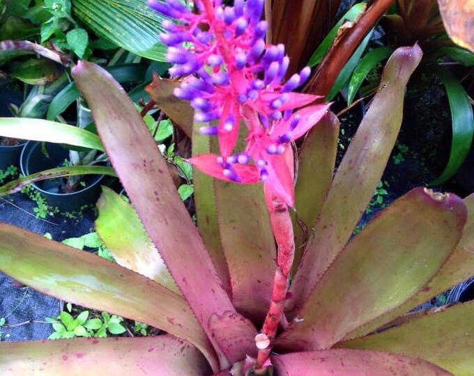 Bromeliad Portea Alatisepala ‘purple’ Small Pup - Etsy