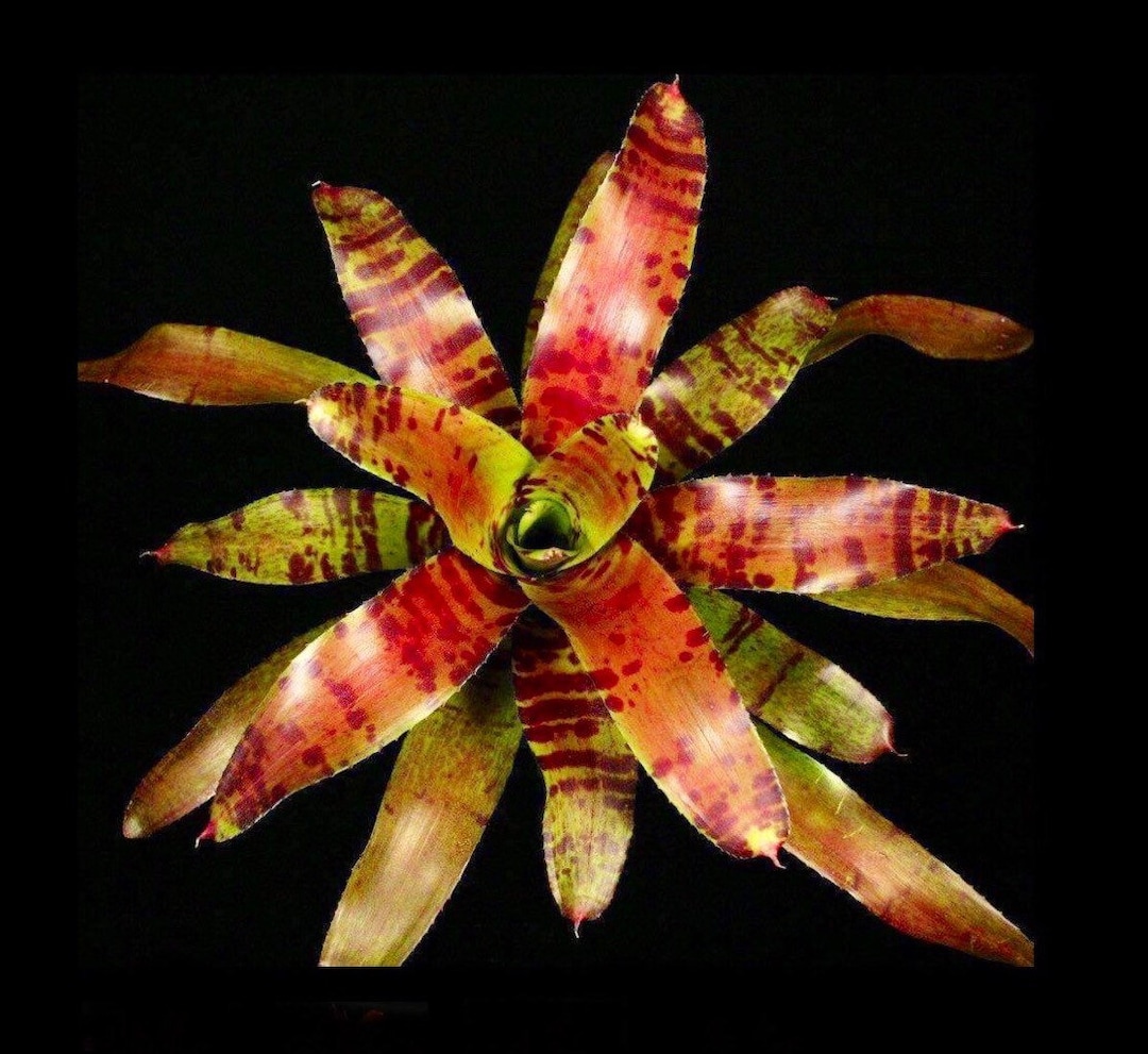 Bromeliad Neoregelia Blushing Tiger, Small Pup - Etsy