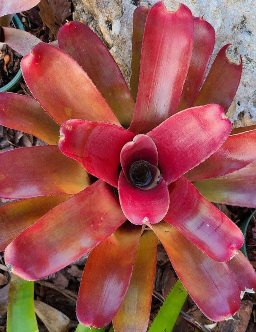 Full Sun Bromeliad Neoregelia Red Tide Small Pup - Etsy