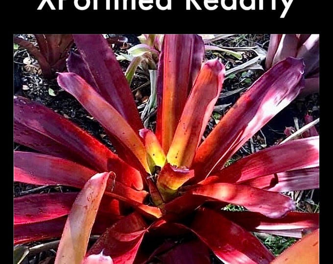 Orange Bromeliad Aechmea Blanchetiana 'red Raspberry ' FULL SUN! Giant ...