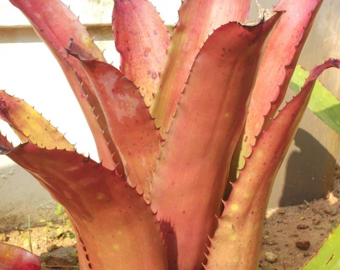 Bromeliads Aechmea Bracteata Rubra - Etsy