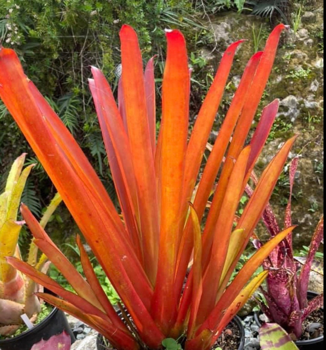 Bromeliads Pup Aechmea Red Candles SMALL Pup - Etsy Finland