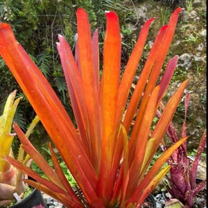 Bromeliads Pup Aechmea Red Candles SMALL Pup - Etsy