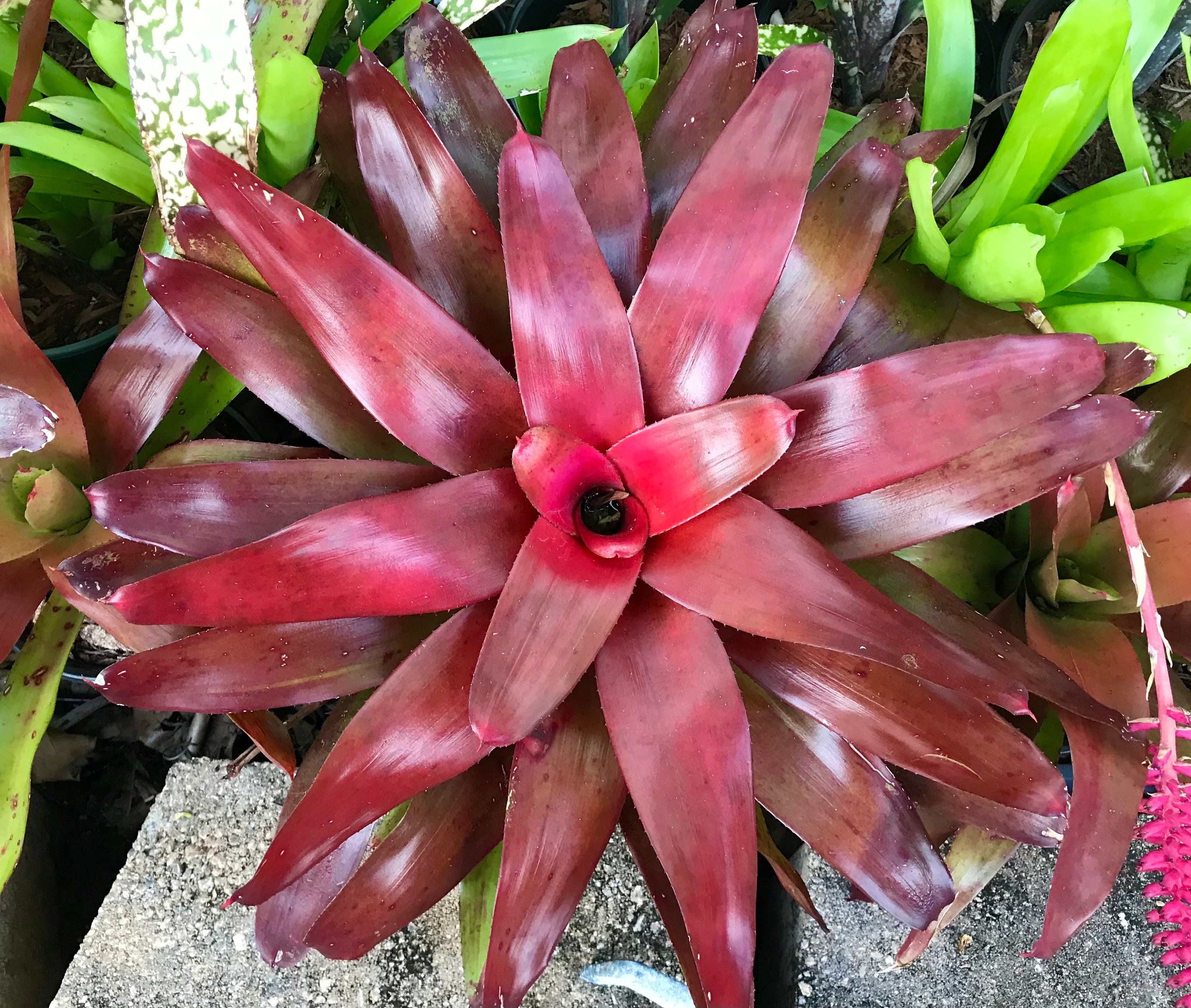 Neoregelia ‘red Bird’ Small Size, Beautiful Offset — Deep Crimson ...