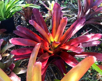 Bromeliads Pup Aechmea Red Candles SMALL Pup - Etsy