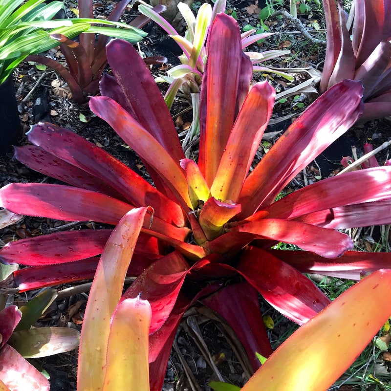 Bromeliads - Etsy