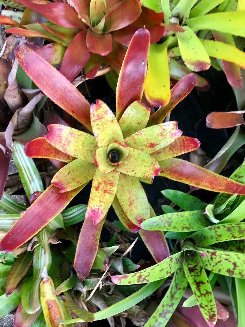 Bromeliad Neoregelia Cruenta X Vulcan Small Pup - Etsy