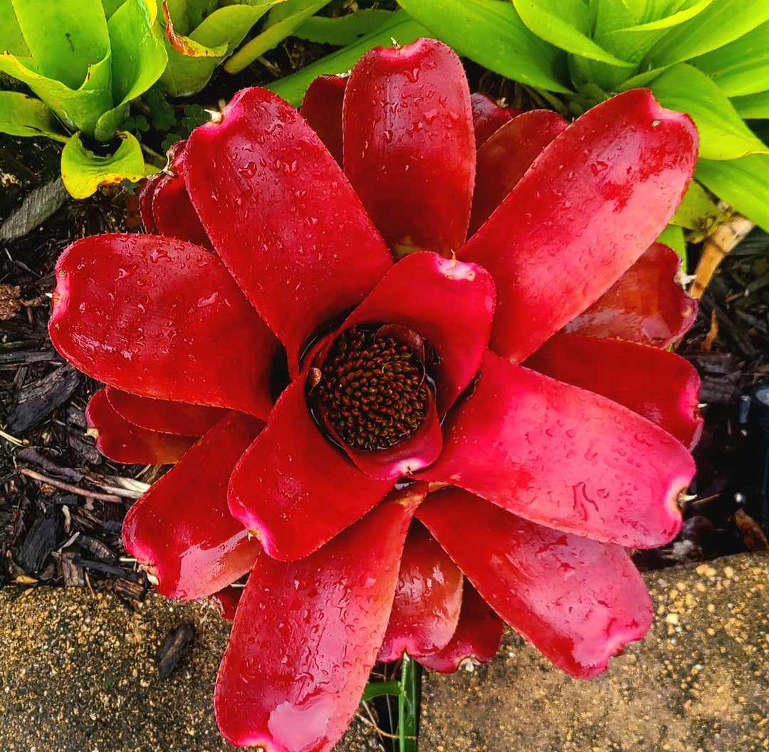 Bromeliad Small Pup Red Neoregelia Hybrid Full Sun - Etsy