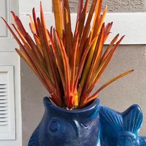 Bromeliads Pup Aechmea Red Candles SMALL Pup - Etsy