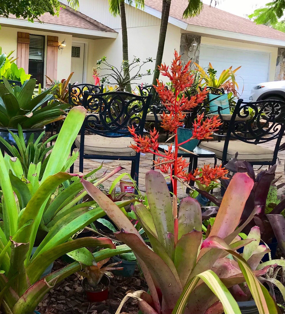 Aechmea Forest Fire—bromeliad Full Sun Small Pup - Etsy