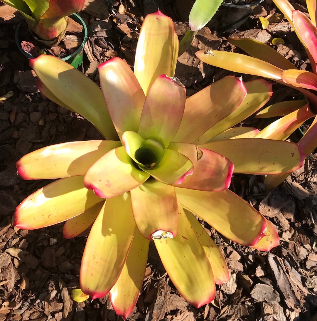 Bromeliad Neoregelia Yellow Devil Small Pup, Full Sun - Etsy